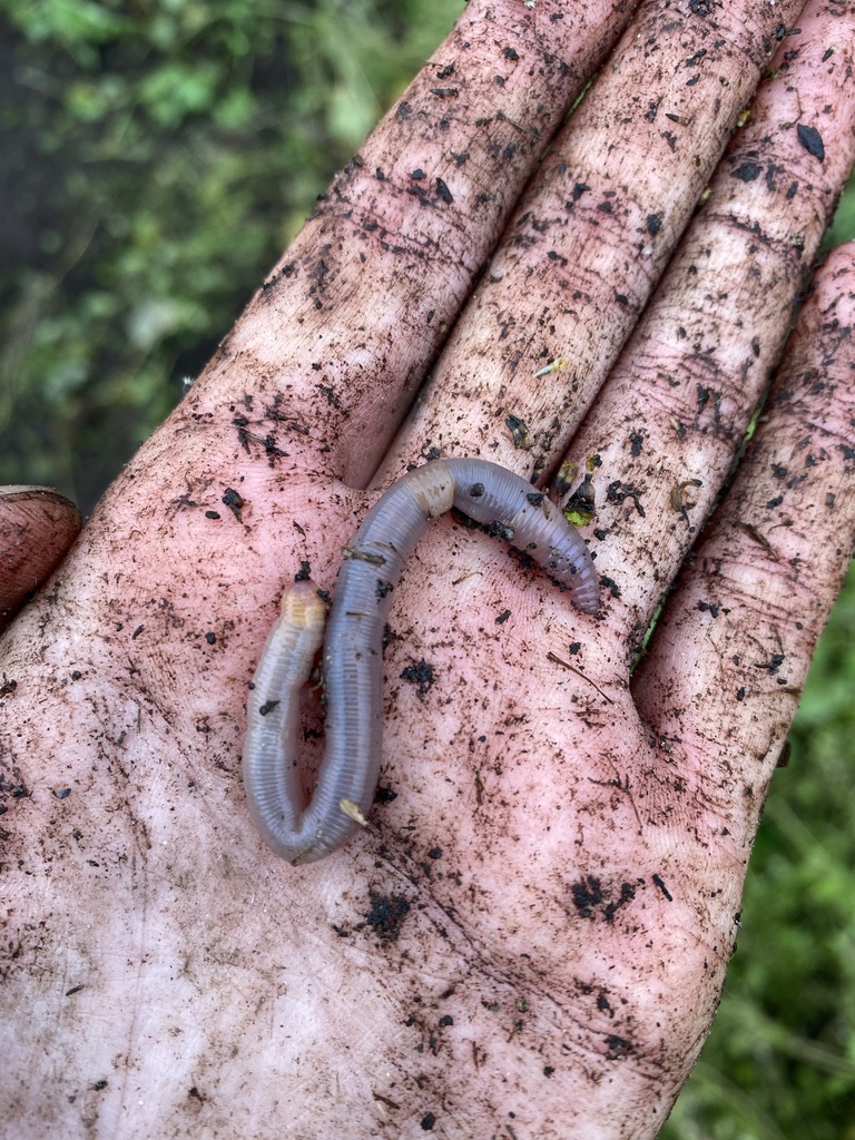 Field Worms from David Thompson Secondary School, Vancouver, BC, CA on ...