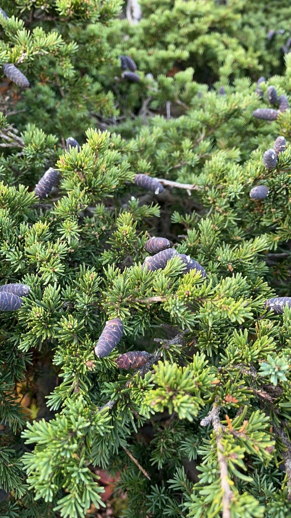 mountain hemlock from Flat top Anchorage, AK, USA on September 29, 2023 ...