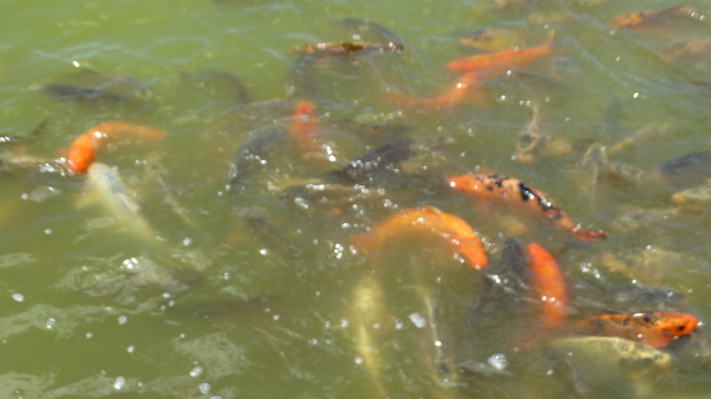 Koi Carp (Animals of the Lower Mainland) · iNaturalist
