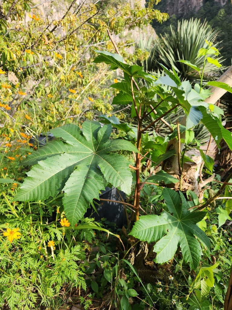castor bean from Guachochi, MX-CH, MX on September 27, 2023 at 05:35 PM ...