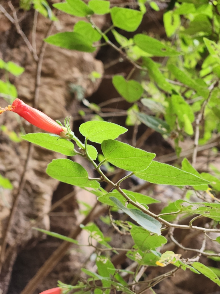 (Pavonia alia) - Botanical Realm