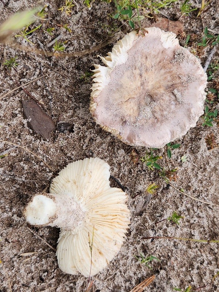 brittlegills from Guachochi, MX-CH, MX on September 28, 2023 at 01:20 ...
