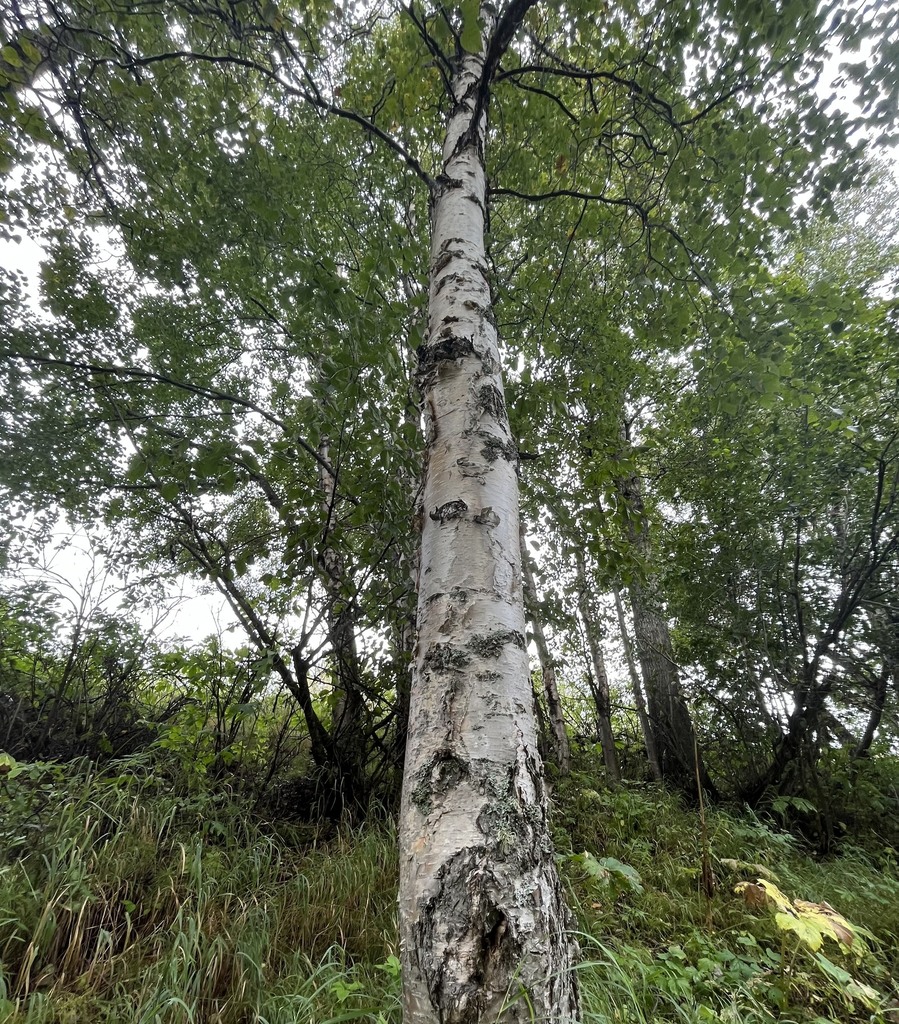 Alaska Paper Birch from Sand Lake, Anchorage, AK, USA on September 8 ...