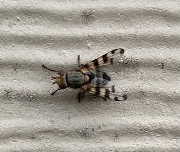 Narrow-Banded Picture-Winged Fly from Grassland, MB, CA on September 24 ...