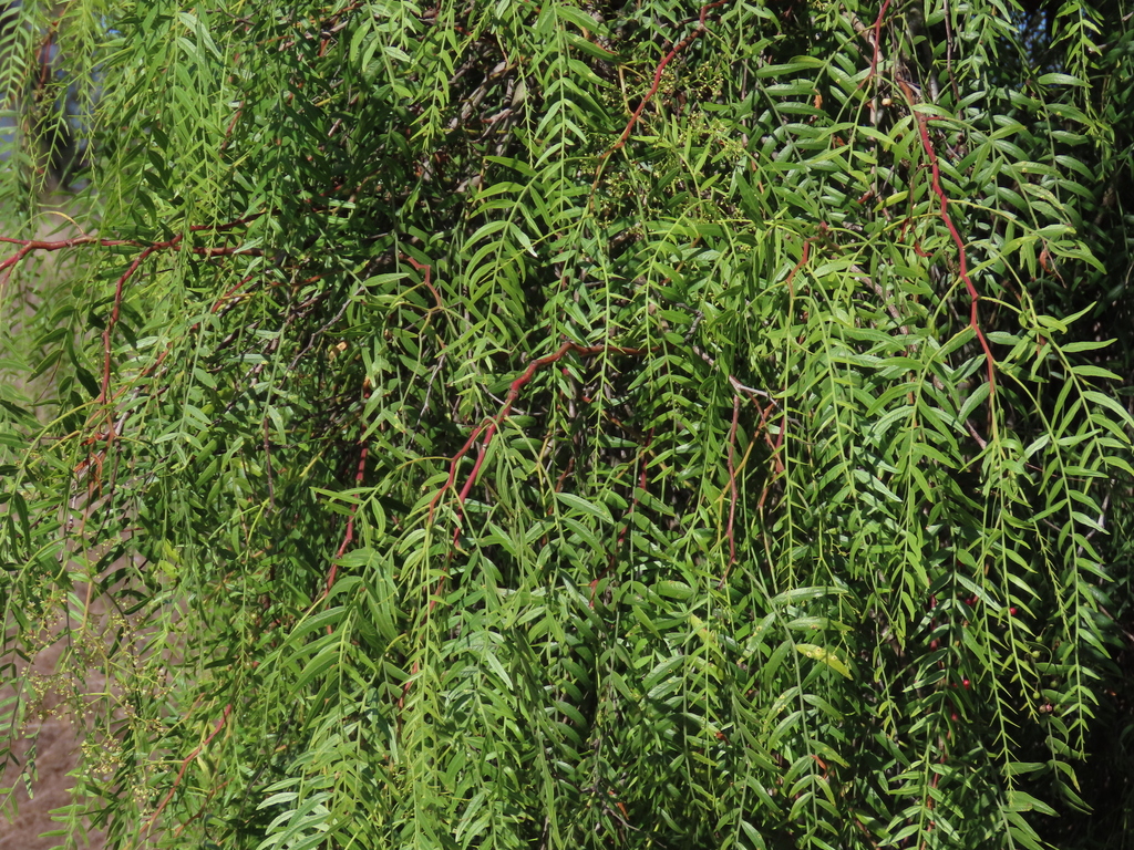 Peruvian Pepper Tree from Lake Los Carneros, Goleta, CA 93117, USA on ...