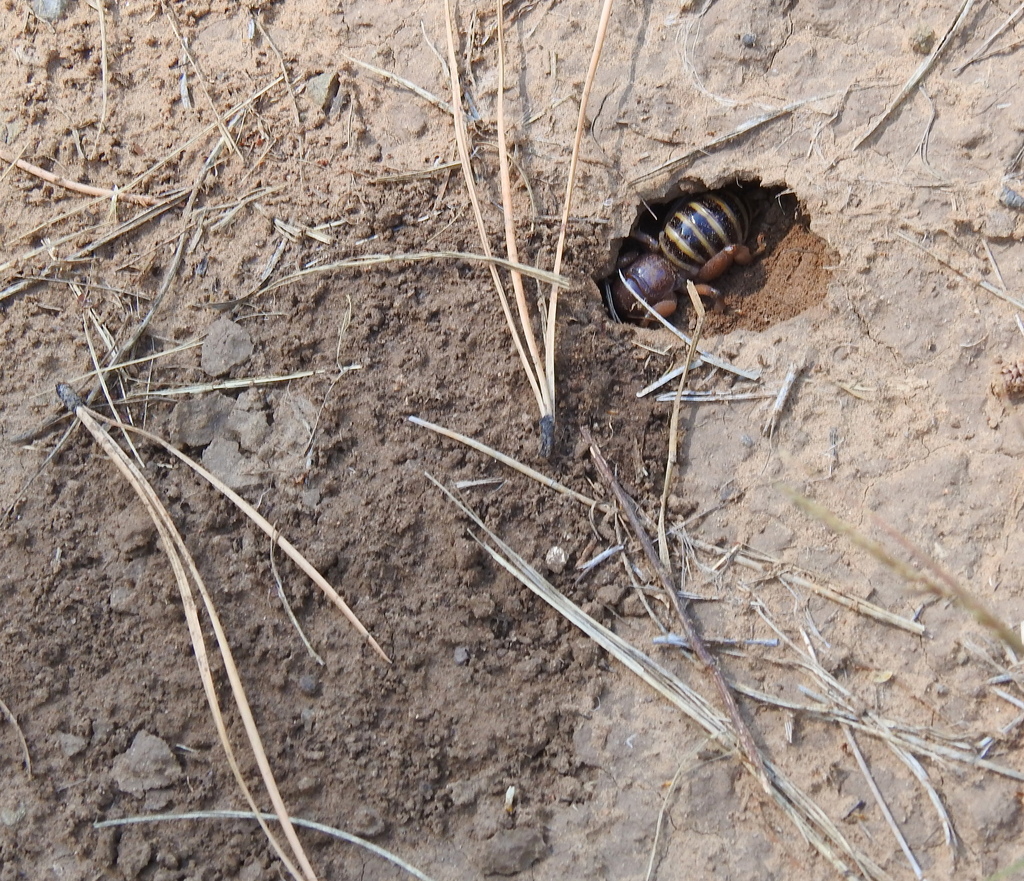 North American Jerusalem Crickets in October 2023 by jimtaulman ...