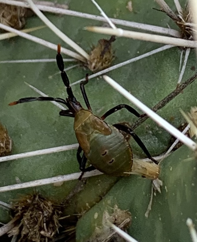 Cactus Coreid Bug from Hobbs, NM, US on October 3, 2023 at 09:52 AM by ...