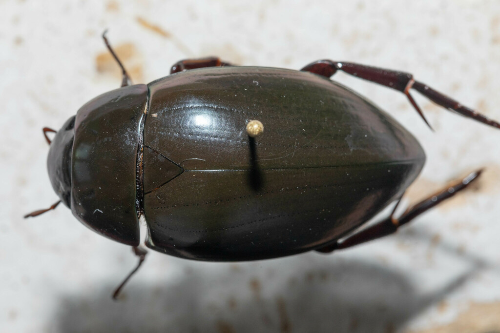 Hydrophilus ovatus from Haldimand-Norfolk, Lake Erie, Ontario, Canada ...