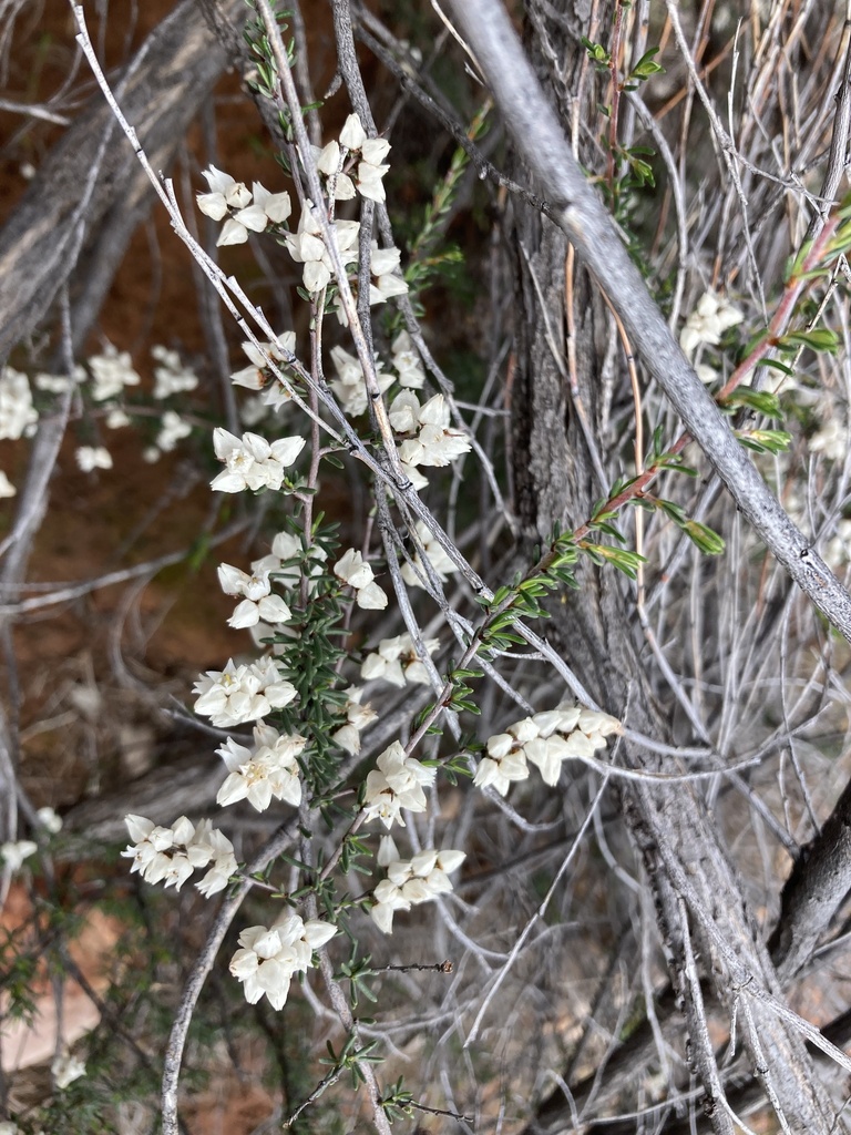 Cryptandra setifera from Ikara-Flinders Ranges National Park, Flinders ...