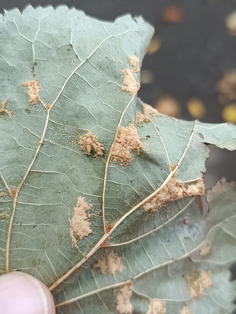 Lime Felt Gall Mite from Московский р-н, Чебоксары, Чувашская Респ ...