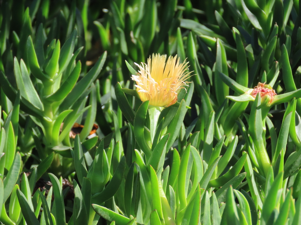 sea fig from Lake Los Carneros, Goleta, CA 93117, USA on September 27 ...