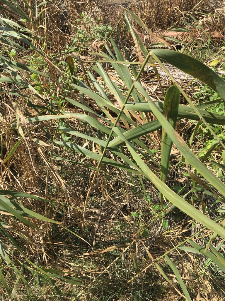 common reed in October 2023 by Mon · iNaturalist