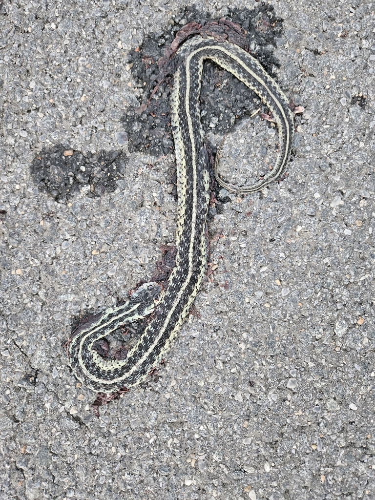 Eastern Garter Snake from Purcellville, VA 20132, USA on October 3 ...