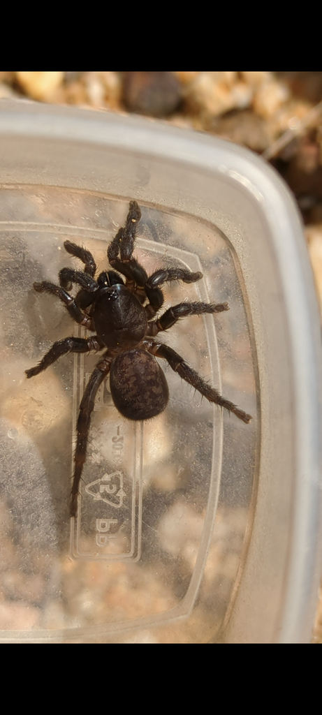 Synothele michaelseni from Piesse Brook WA 6076, Australia on October 3 ...