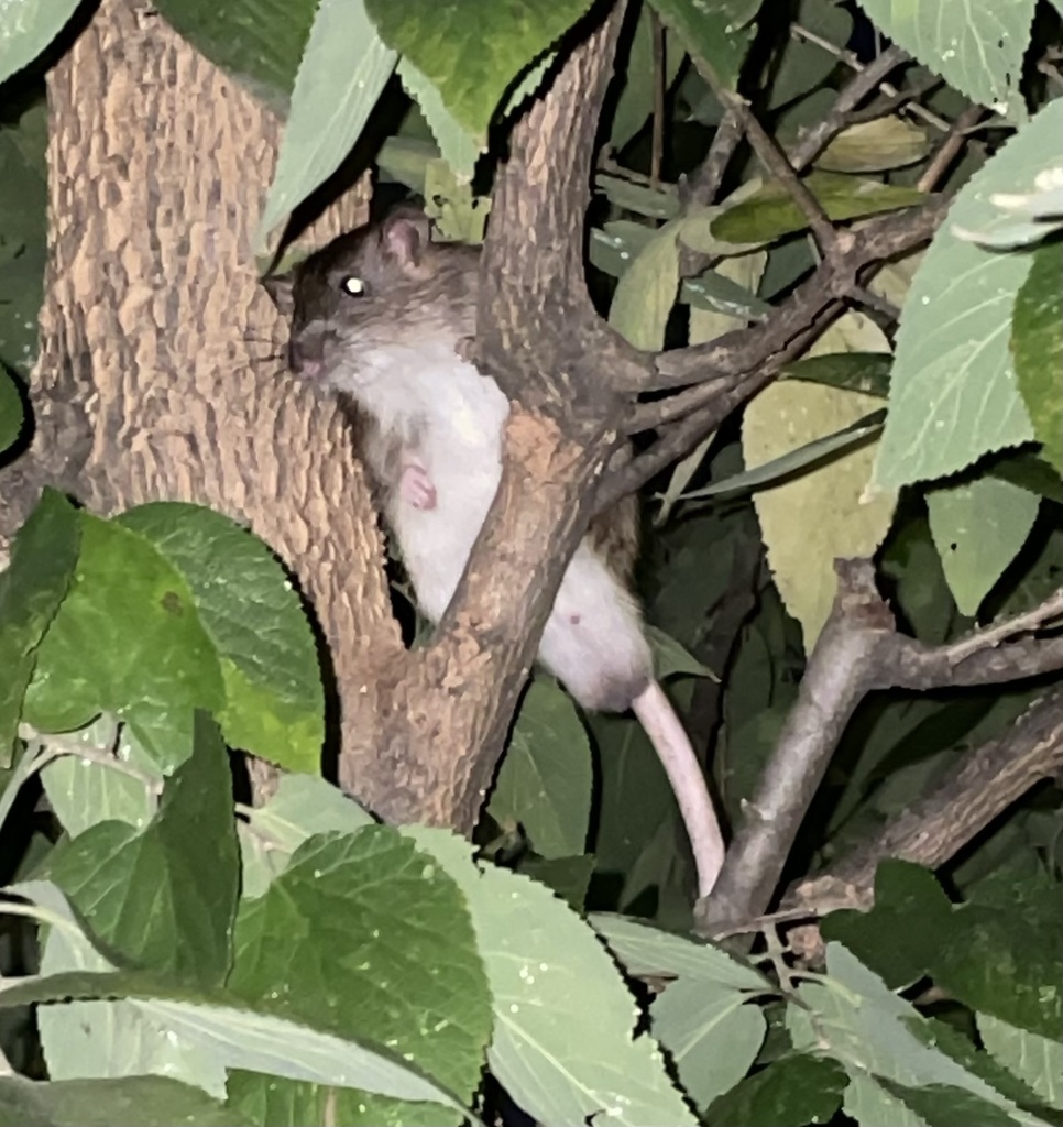 Brown Rat from Independence National Historical Park, Philadelphia, PA ...