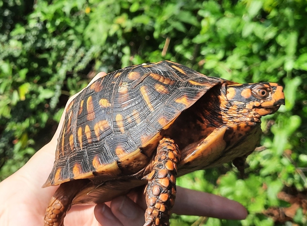 Common Box Turtle in September 2023 by Emma Greenberg · iNaturalist