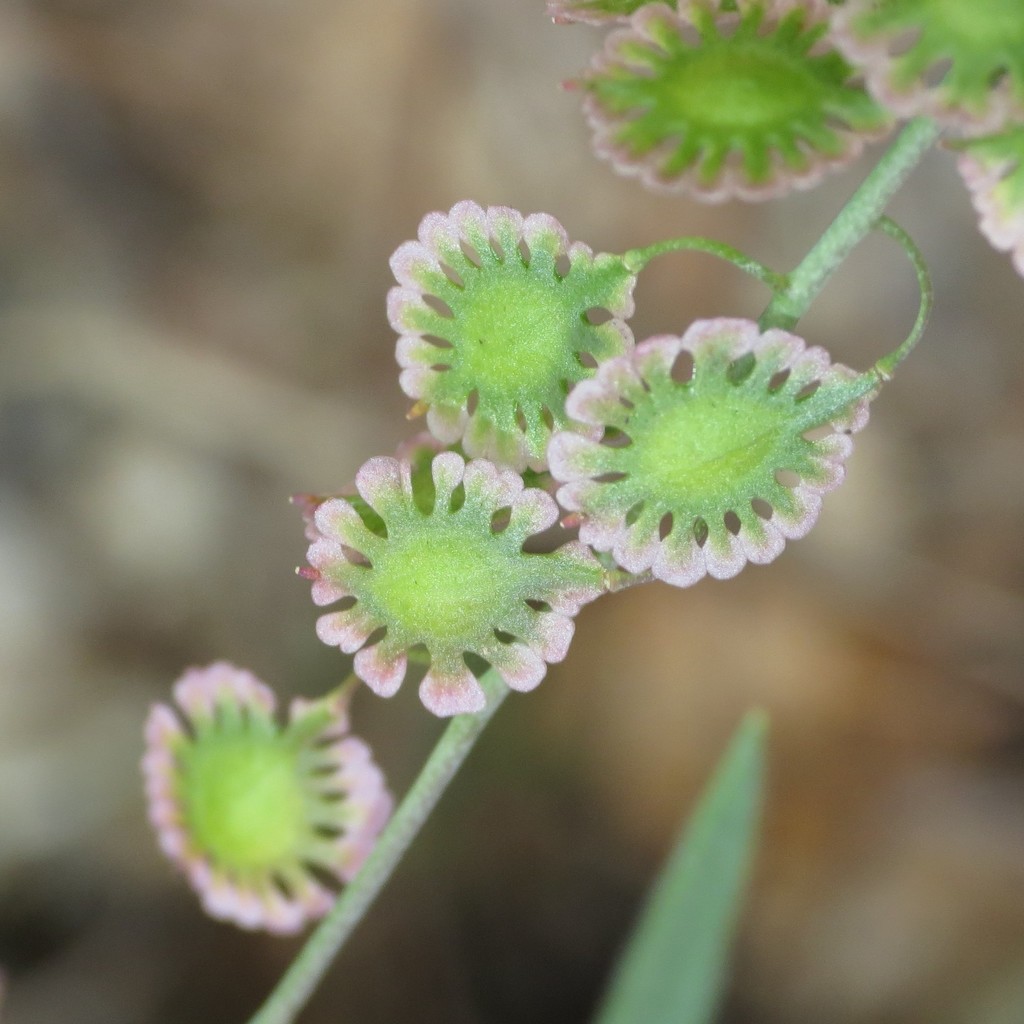 mustard family (Brassicaceae) - Botanical Realm