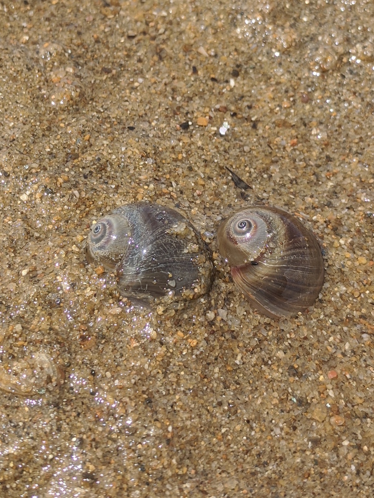 Leaden Sand Snail from Wanjuru QLD 4860, Australia on September 15 ...