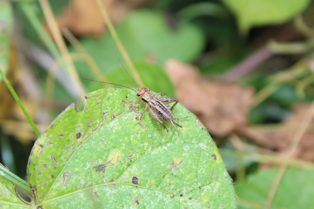Small Ground Crickets in September 2023 by Matthew Lindsey · iNaturalist