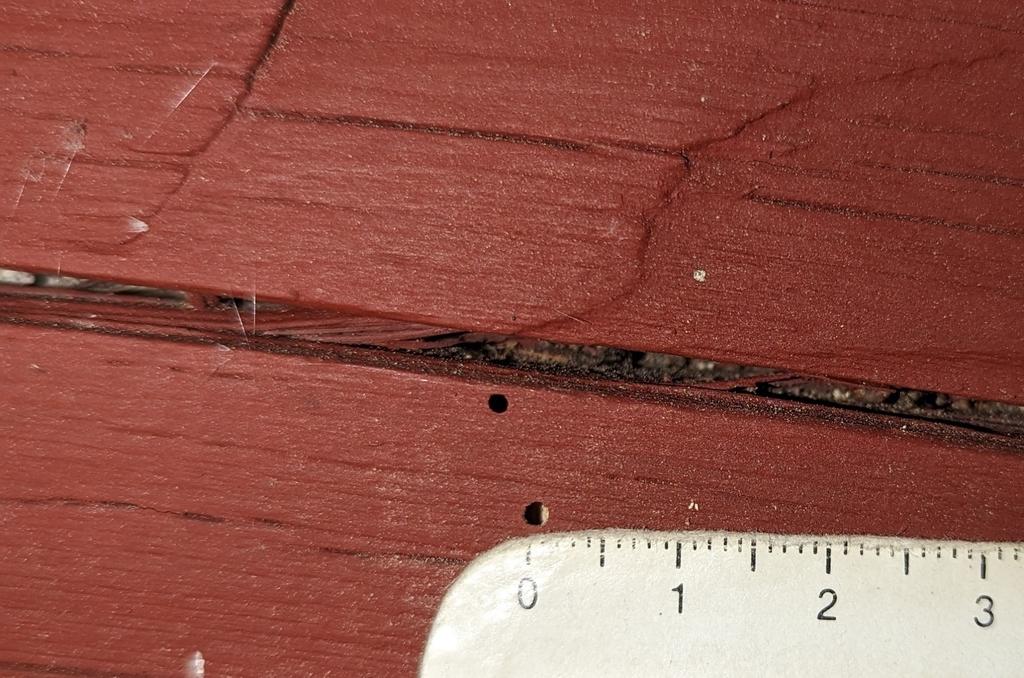 Pine Knot Borer in October 2023 by allison_patrick. Wood-boring insect ...