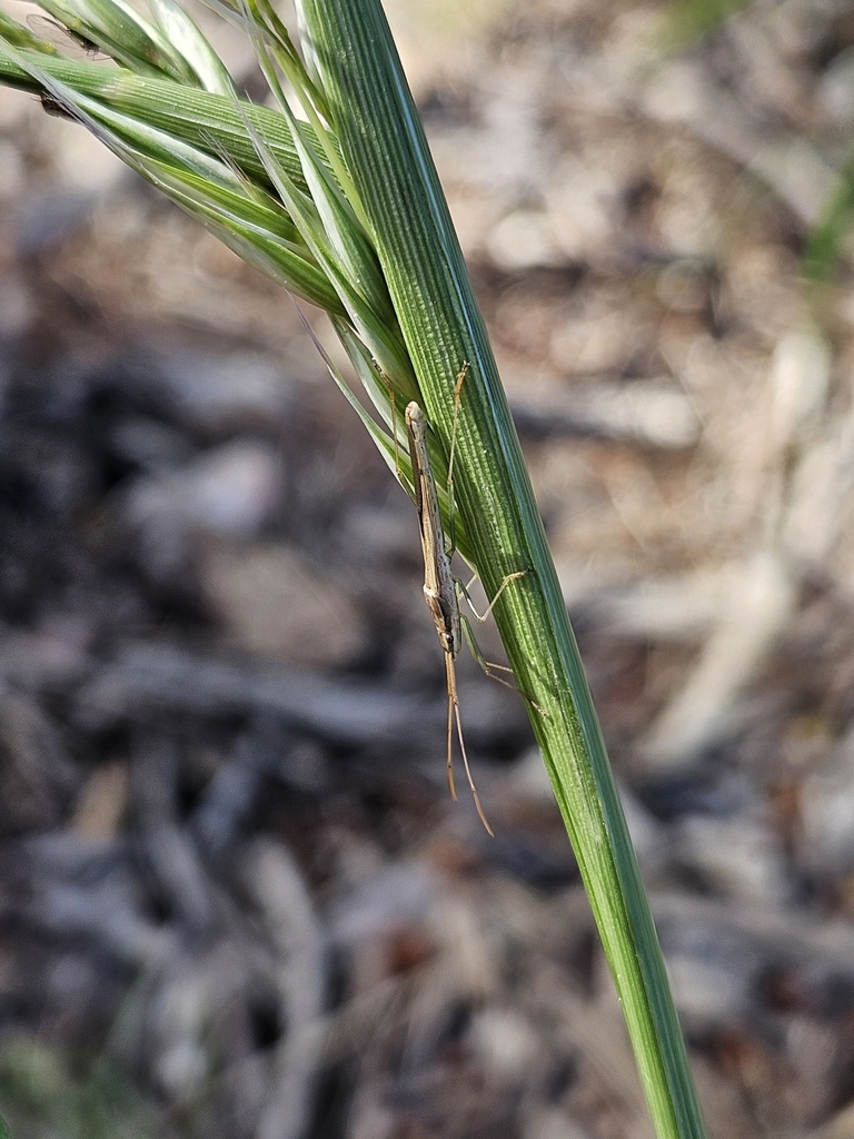 Long Broad-headed Bug from Brighton North VIC 3186, Australia on ...