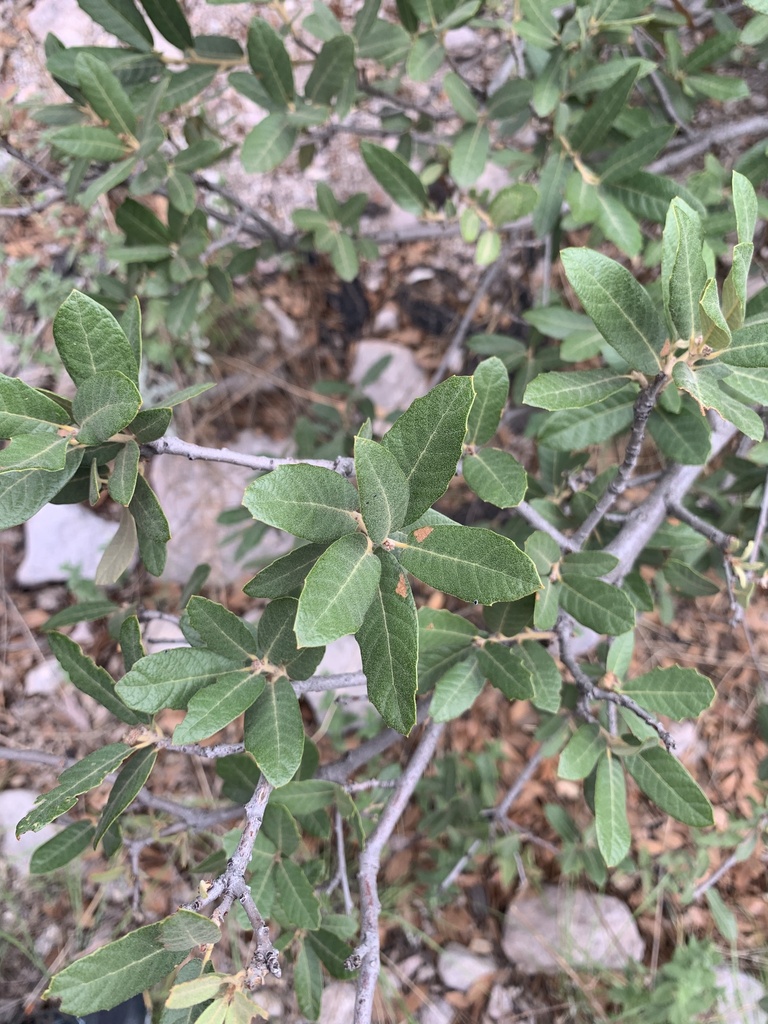 Arizona white oak from Coronado National Forest, Willcox, AZ, US on ...