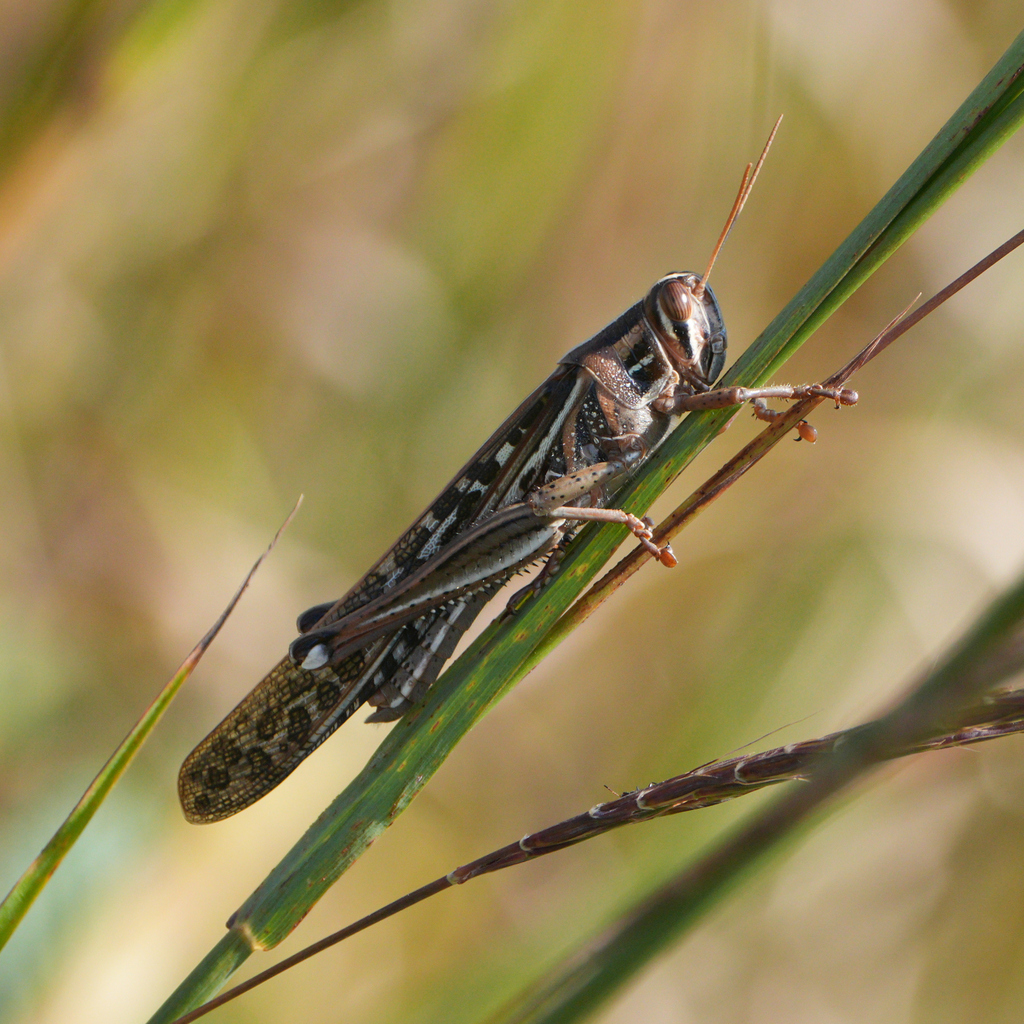 American Bird Grasshopper from Prairie Ridge Ecostation on October 3 ...