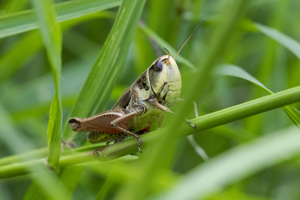 Boopies from Lomas del Bosque, Zapopan, Jal., México on October 3, 2023 ...