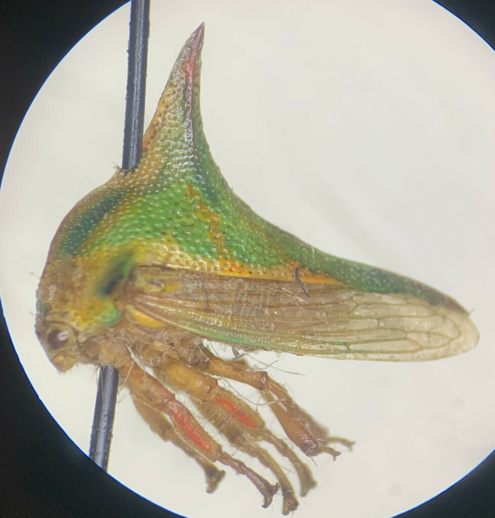 Thorn Treehopper from Viejo San Juan, San Juan, 00901, Puerto Rico on ...