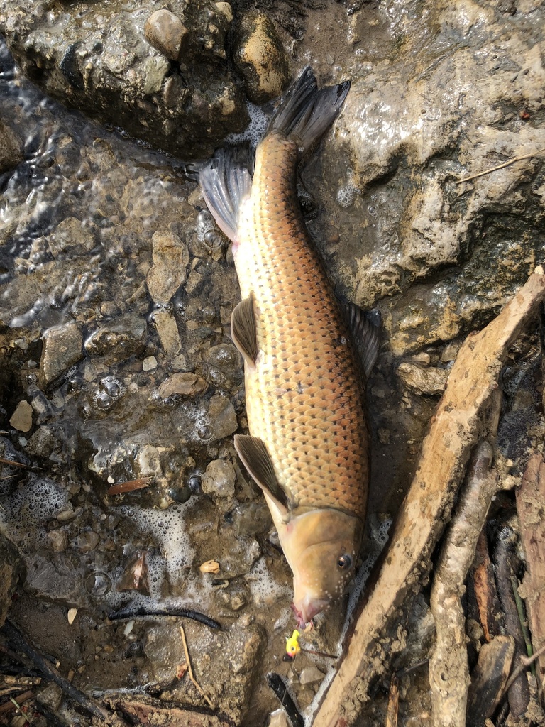Spotted Sucker from Grand River, Grand Rapids, MI, US on April 7, 2020 ...