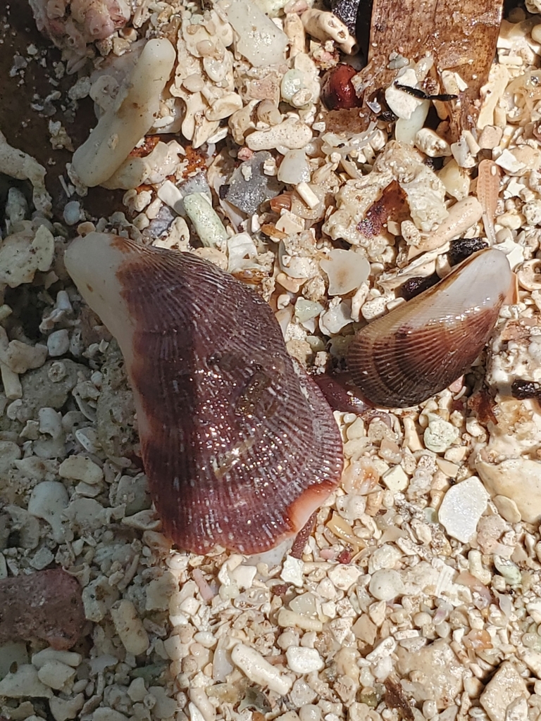 Scorched Mussel from JWXC+QQ6, Río San Juan 56000, Dominican Republic ...