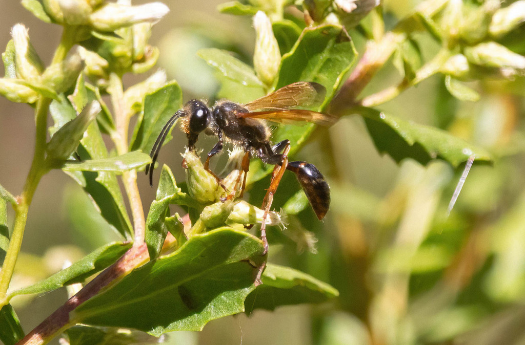 Elegant Grass-carrying Wasp from Santa Clara County, CA, USA on October ...