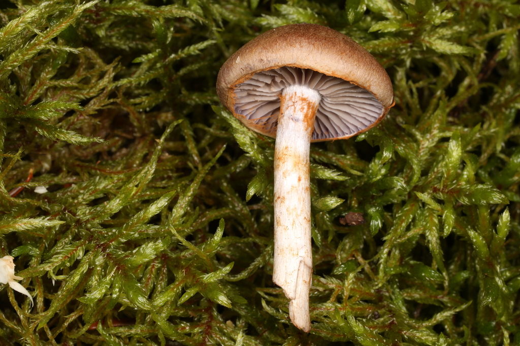 Cortinarius modestus from Leeper, PA 16233, USA on September 29, 2023 ...
