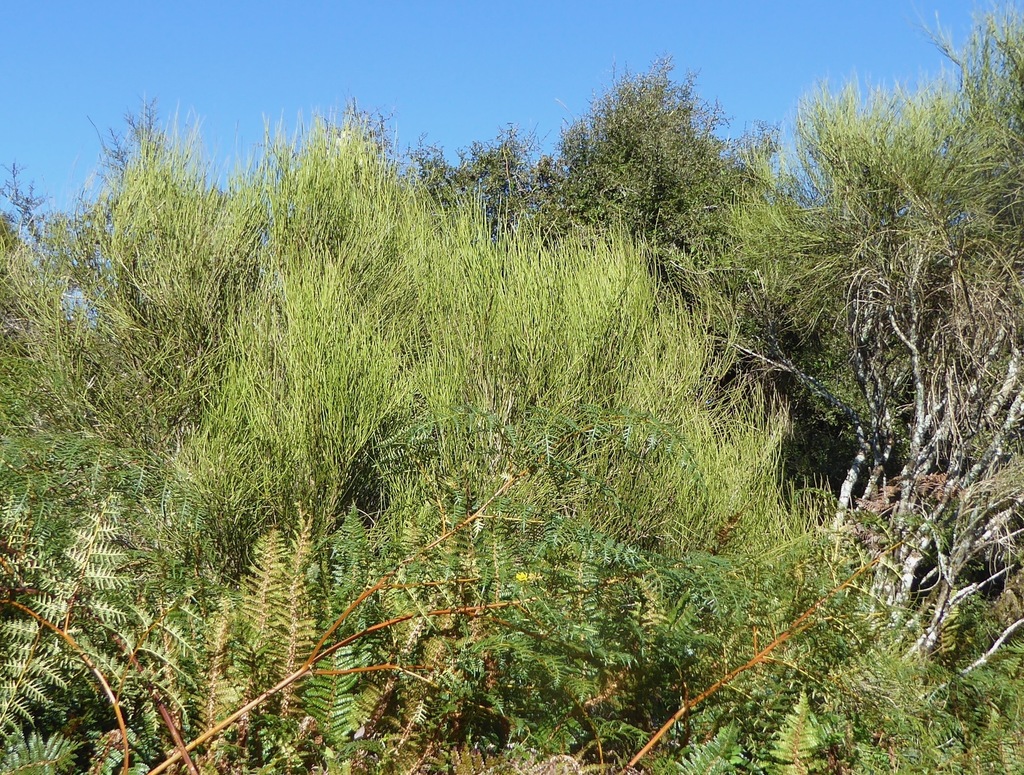 New Zealand common broom from Westland District, West Coast, New ...