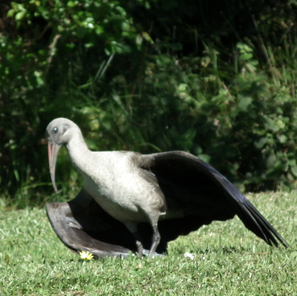 Southern Hadeda from Garden Route Botanical Garden on October 2, 2023 ...