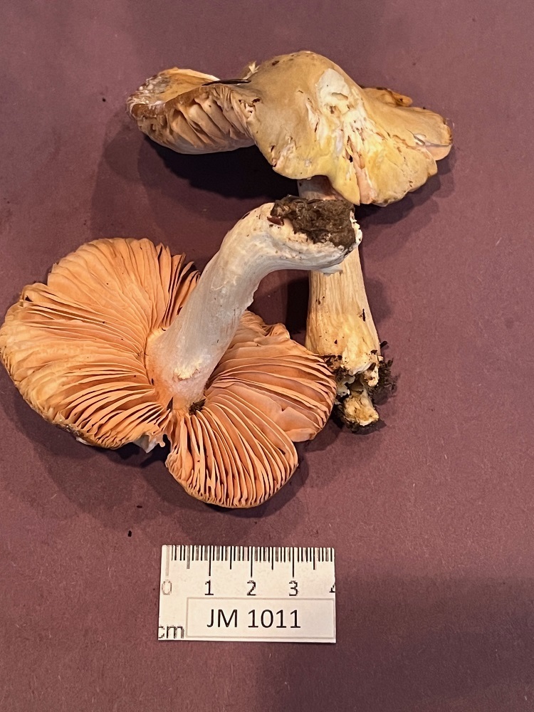 Wood Pinkgill from Valley County, ID, USA on October 3, 2023 at 06:30 ...