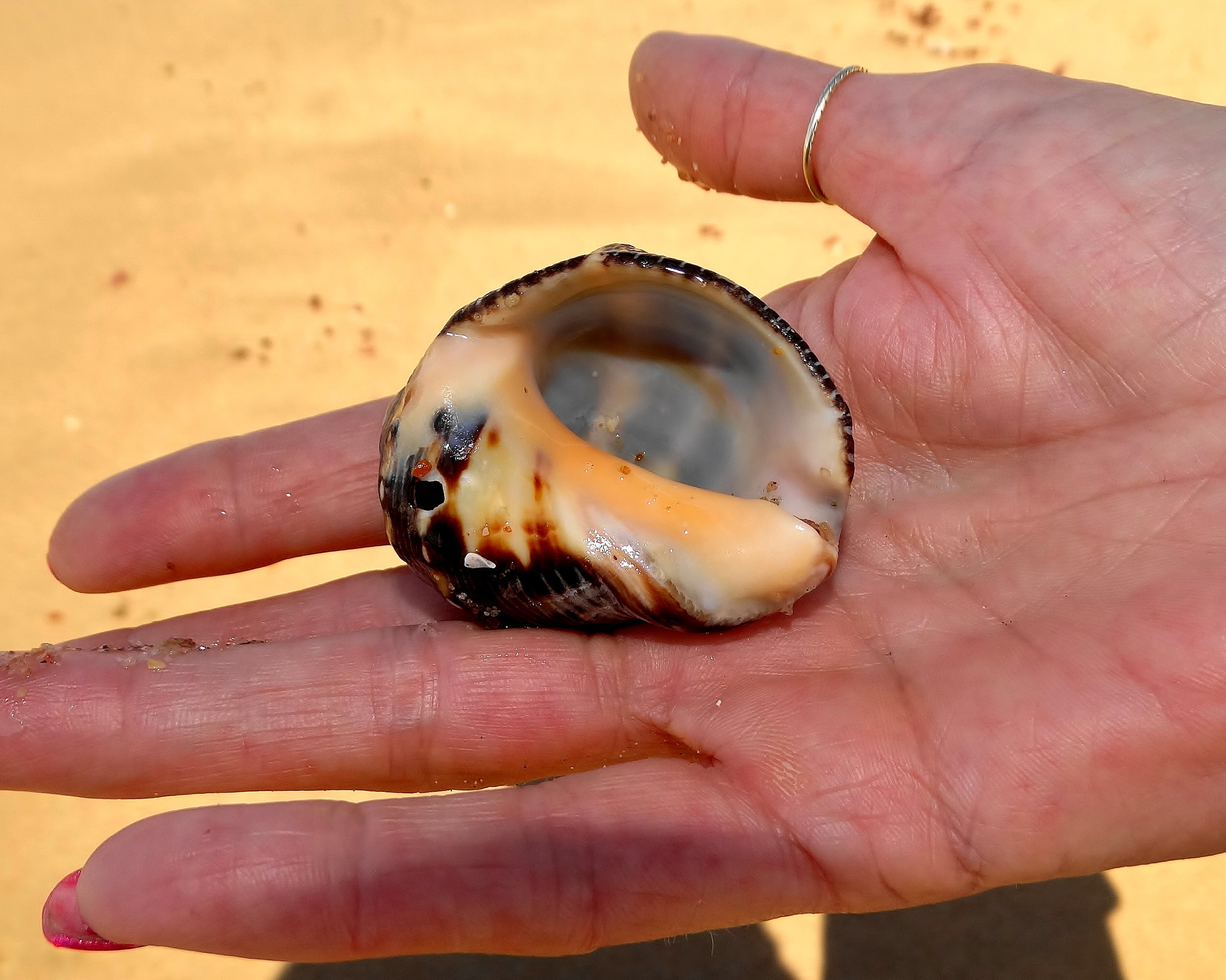 Purpura bufo Lamarck, 1822