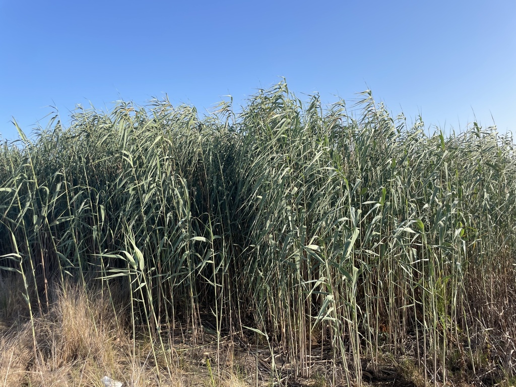 common reed from MS, US on October 3, 2023 at 08:17 AM by larvalfishguy ...