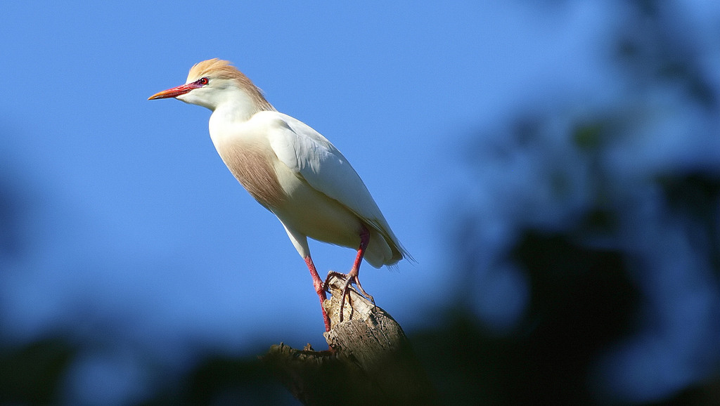Cattle Egret from UTSW rookery Campus, Dallas, TX 75390, USA on April ...