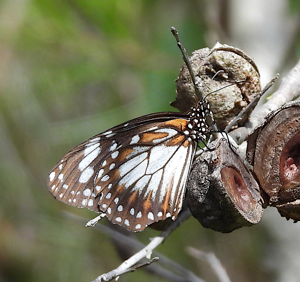 Black-and-white Tiger Butterfly in October 2023 by cirolana · iNaturalist