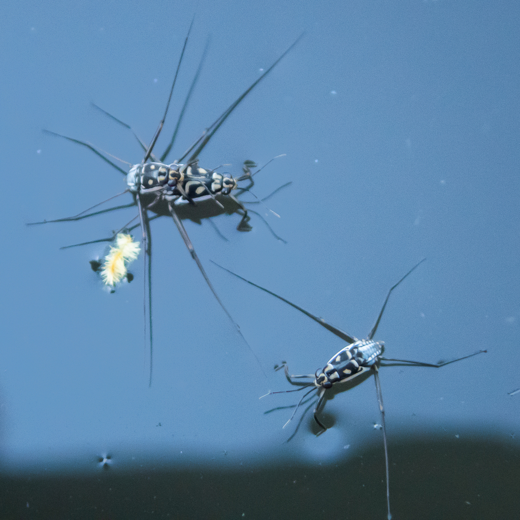 Trepobates subnitidus from Plano, TX, USA on October 3, 2023 at 04:53 ...