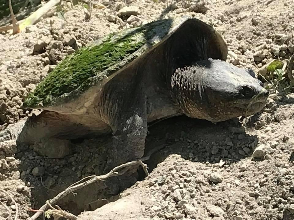 Common Snapping Turtle from Tiny, ON, CA on June 11, 2018 at 10:06 AM ...