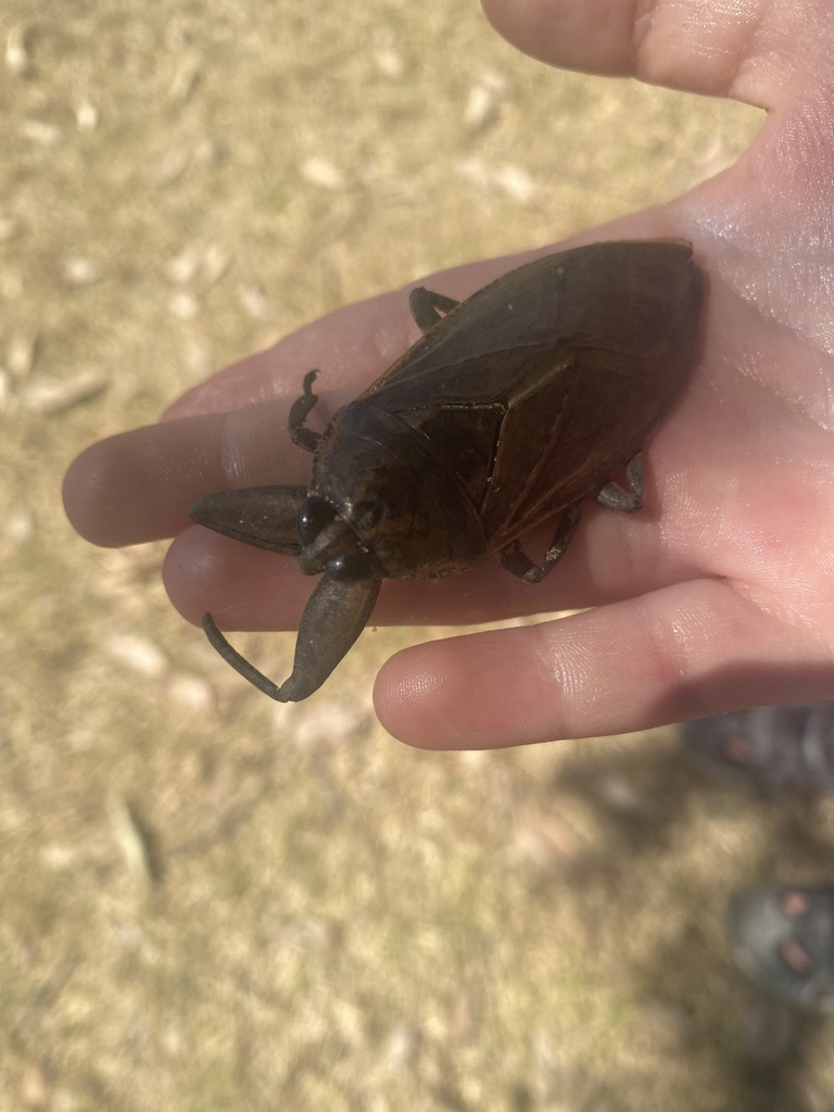 Australian-Asian Giant Water Bug from Booti Booti, AU-NS-GL, AU-NS, AU ...