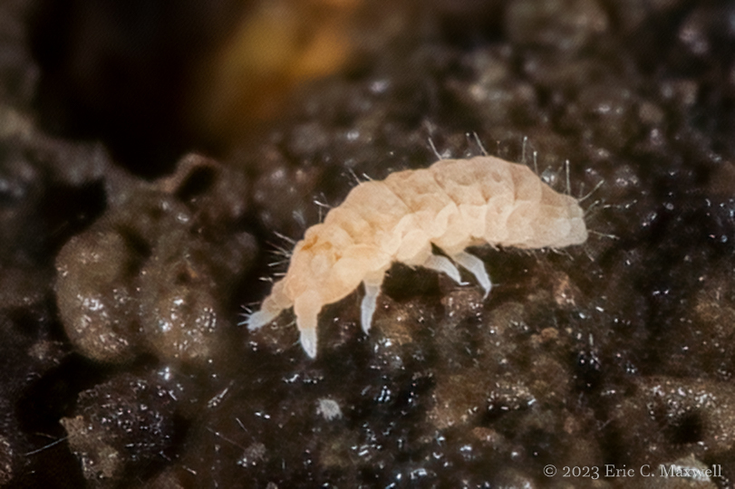 Neanurinae in August 2023 by Eric C. Maxwell. @springtology · iNaturalist