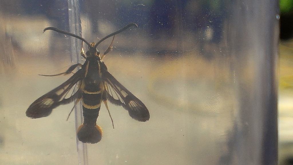 Strawberry Crown Moth from 5911Jacinto Ave CA on May 11, 2013 by skhang ...