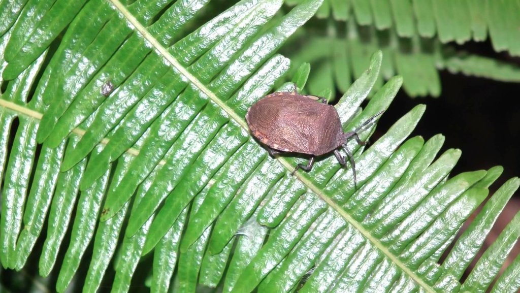 Coridius fuscus from 慈沙古道 on July 2, 2012 by Alan Kwok (King Lun), Ada ...