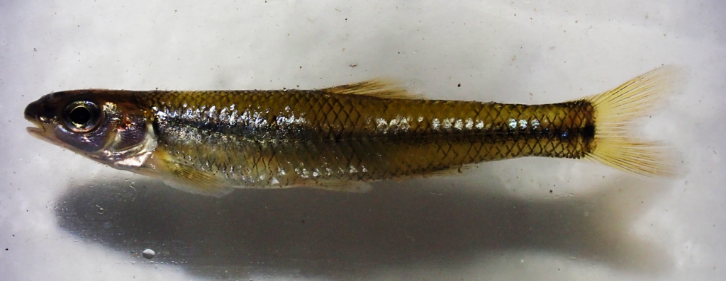 Bluntnose Minnow from Hardwick Township, NJ, USA on October 3, 2023 at ...