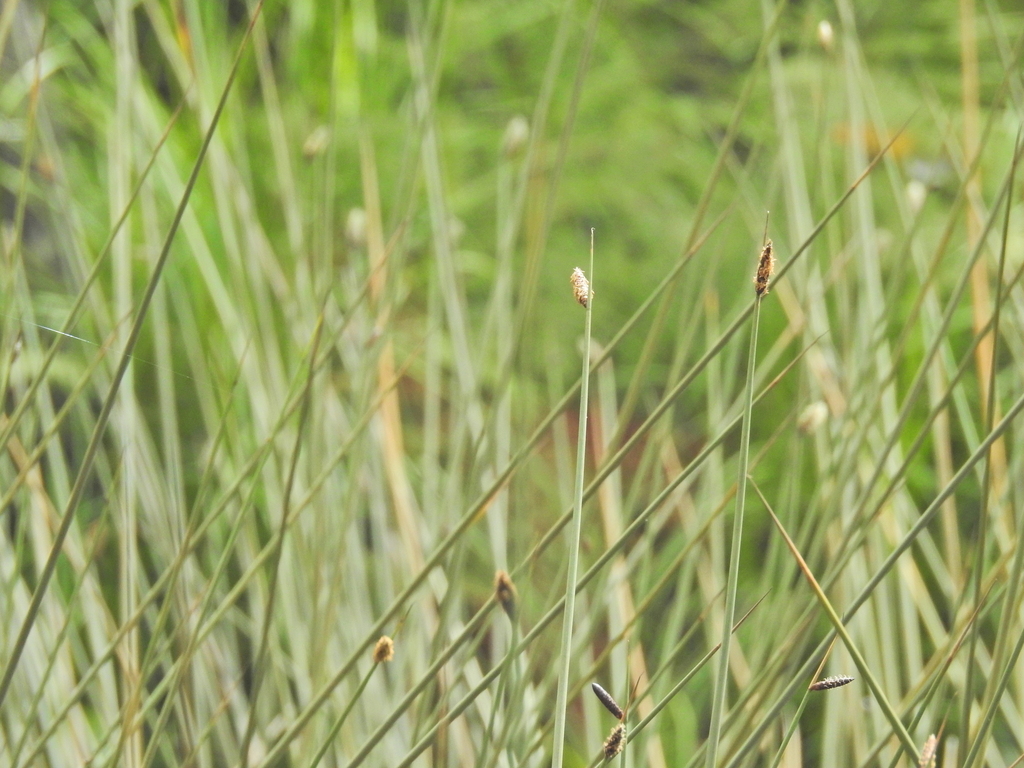 grey sedge from Tuan Forest QLD 4650, Australia on October 4, 2023 at ...
