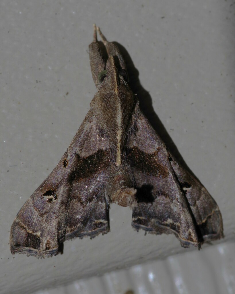 Faint-spotted Palthis Moth in October 2023 by Michael Pirrello ...