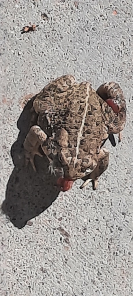 Woodhouse's Toad from 450 Norfolk Ave, Chadron, NE 69337, United States ...